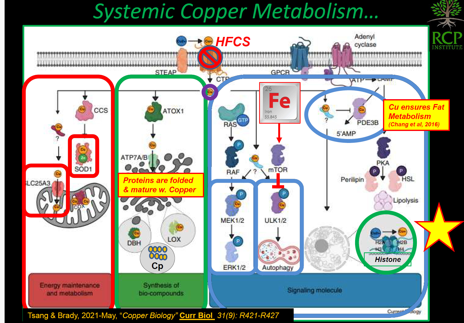 Best Sources of Bioavailable Copper and Why it Matters for Weight Loss ...